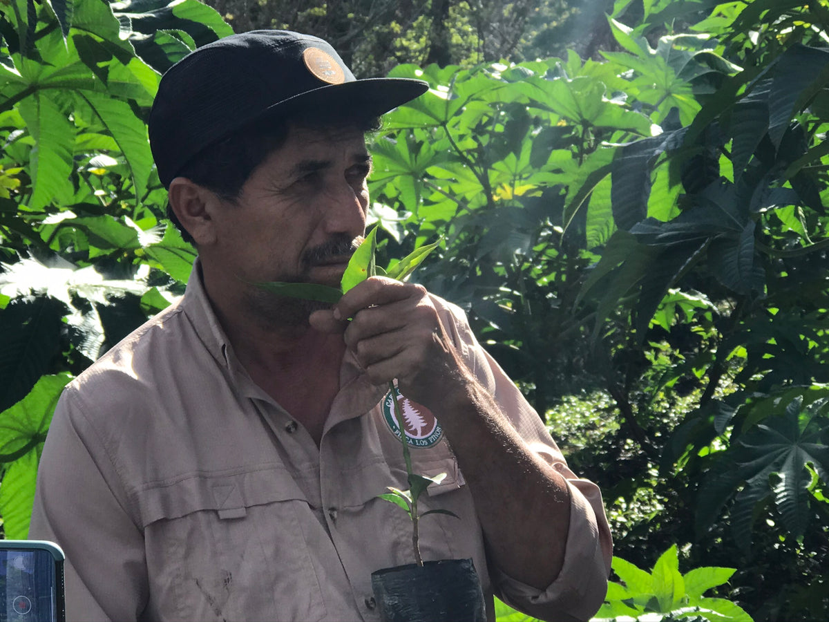 Finca Los Pinos, Nicaragua – Parisi Coffee